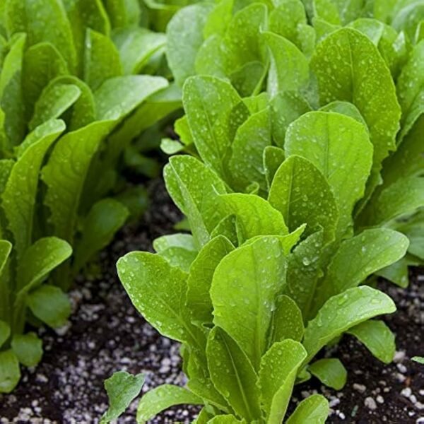 Semillas de lechuga romana isla de Paris Cos - Hydro Leaf