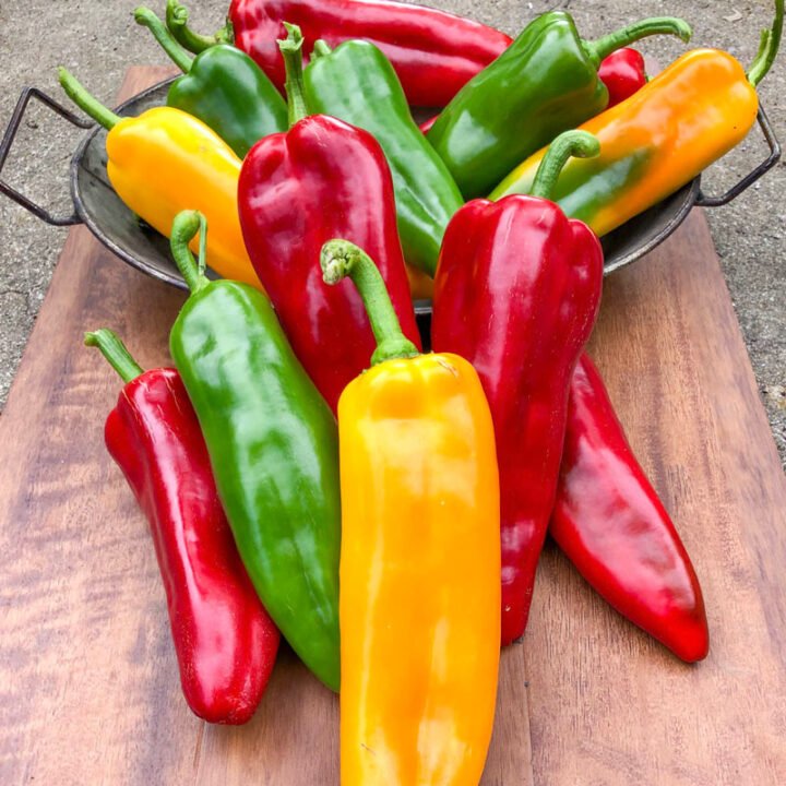 Semillas de pimiento cuerno de toro mix - Hydro Leaf