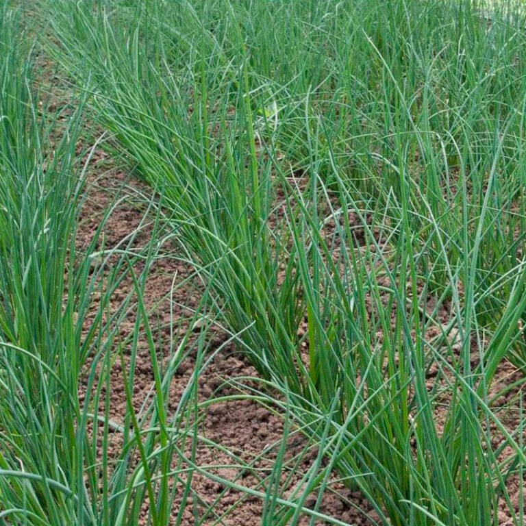 Semillas de Cebollín - Hidroponía Ecuador